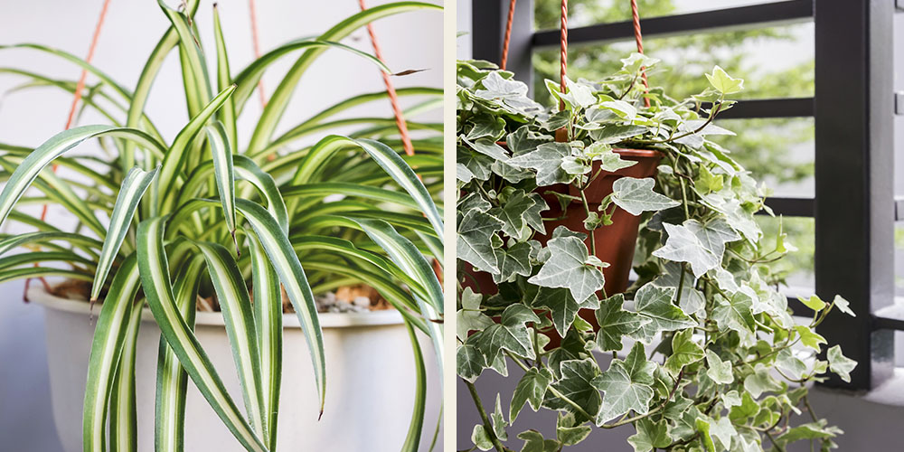 8 Elegant Hanging Houseplants - Westwood Gardens