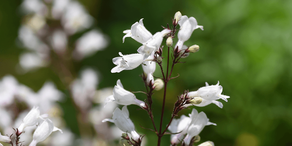 The Best Native Perennials for Northwest Arkansas Gardens - Westwood ...