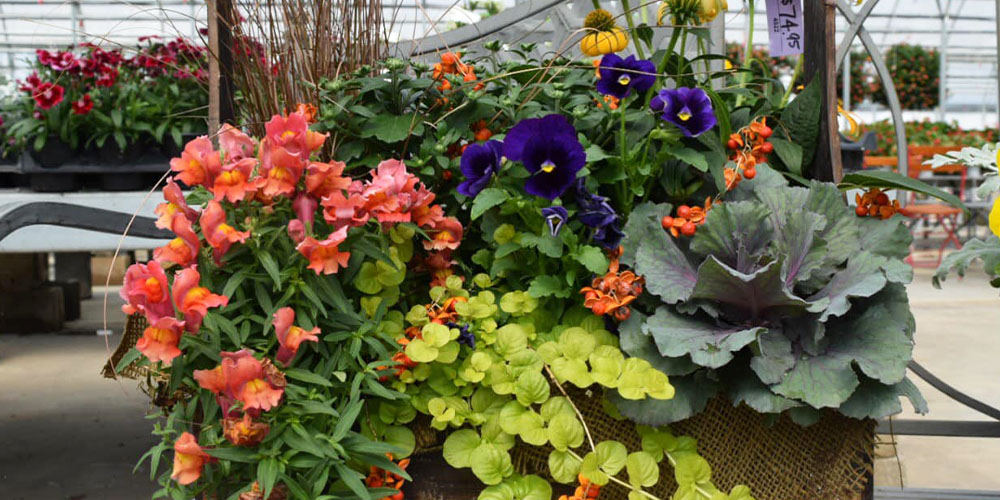 Annuals - Westwood Gardens