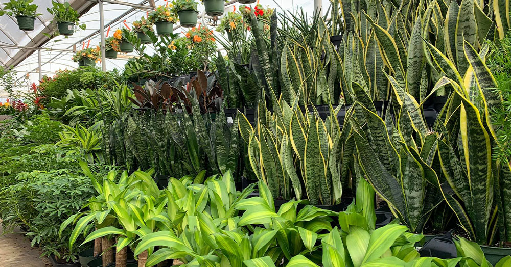 Houseplants - Westwood Gardens
