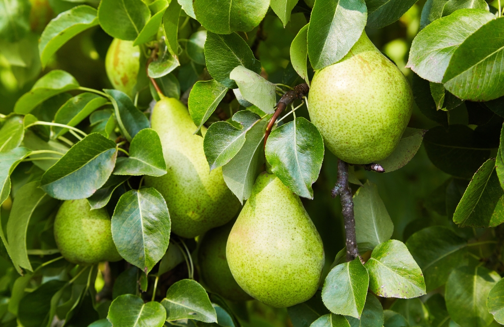 Westwood Gardens - Nursery and Garden Centers in Northwest Arkansas