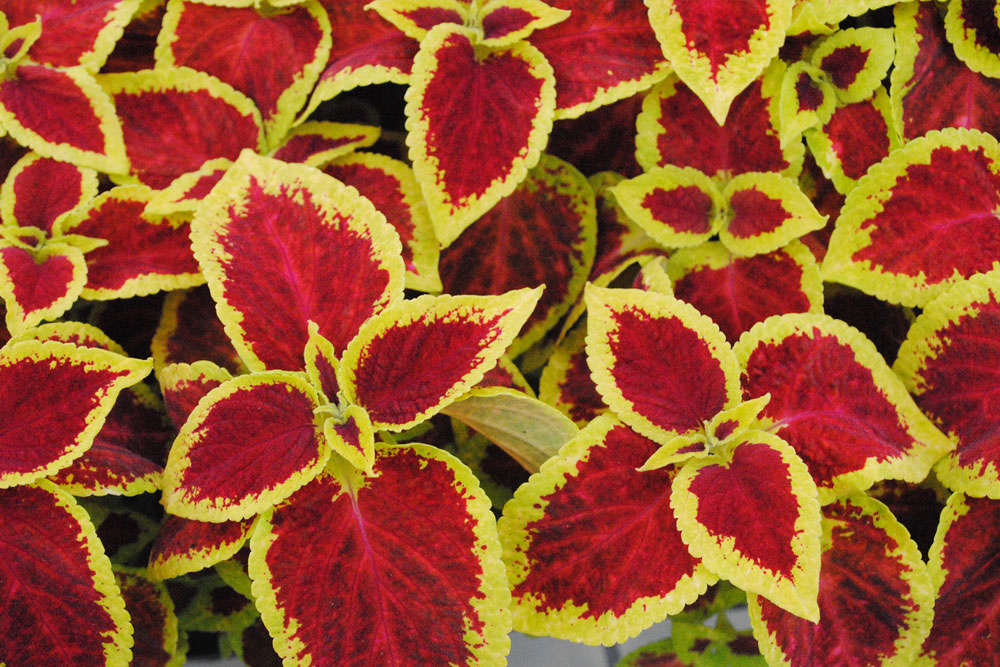 Annuals - Westwood Gardens