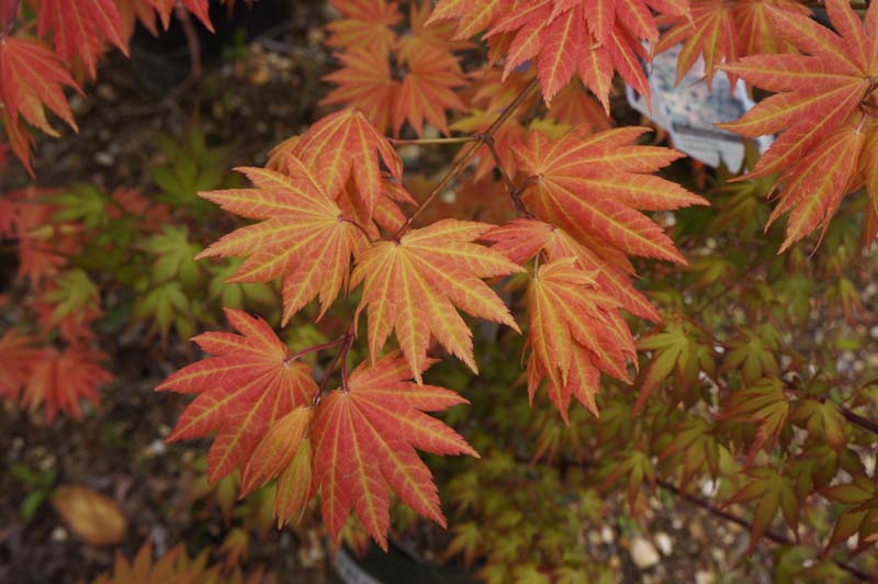 Trees - Westwood Gardens