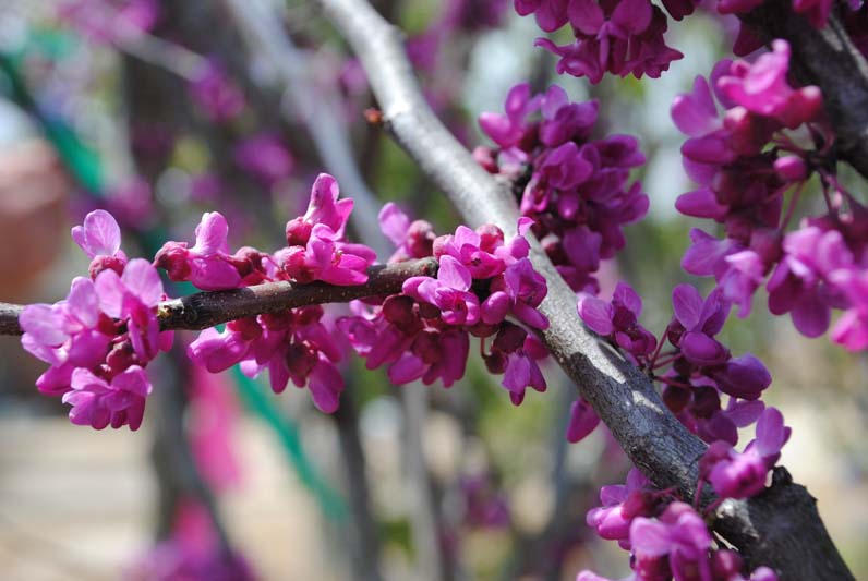 Trees - Westwood Gardens