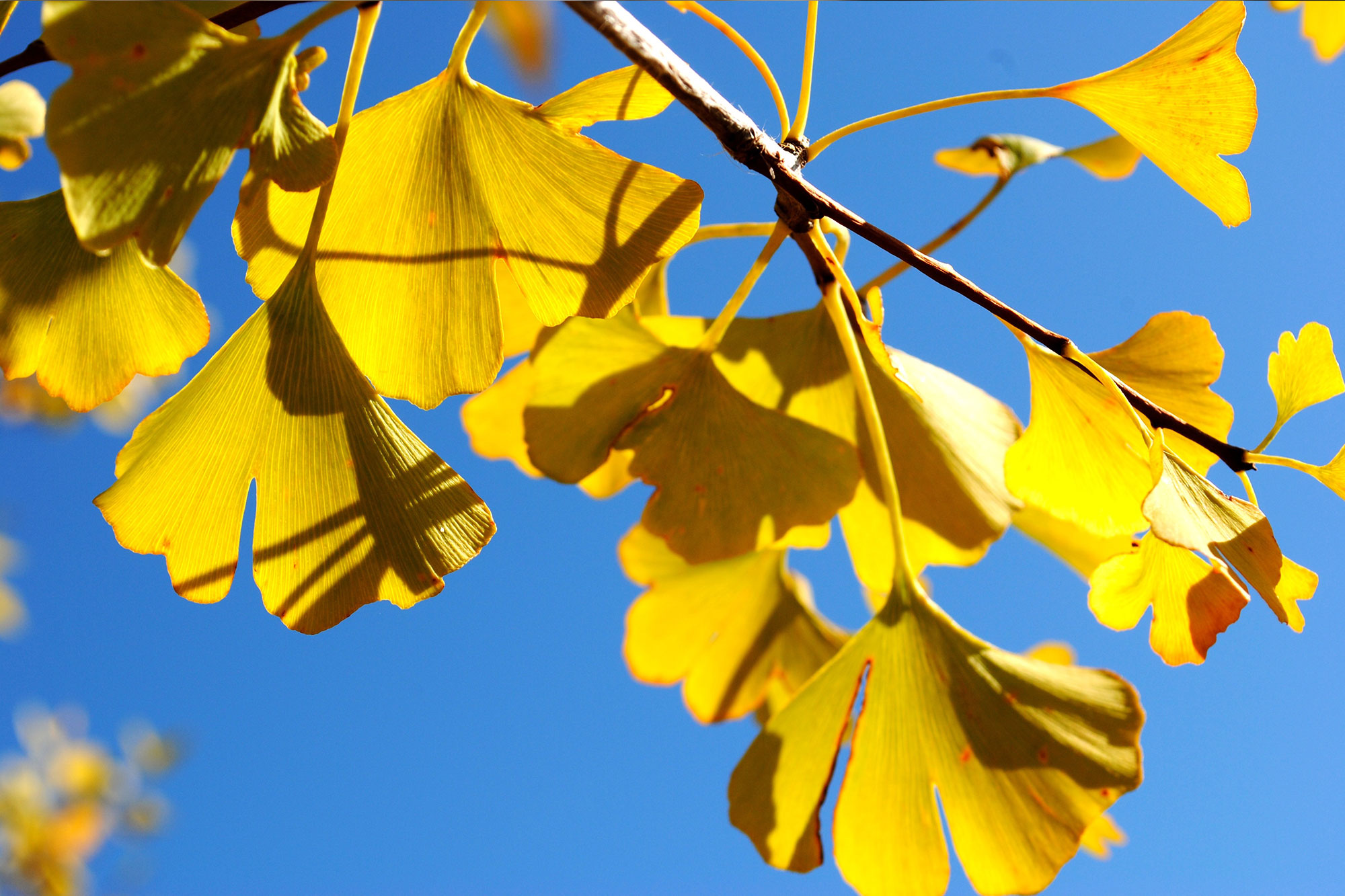 Trees - Westwood Gardens