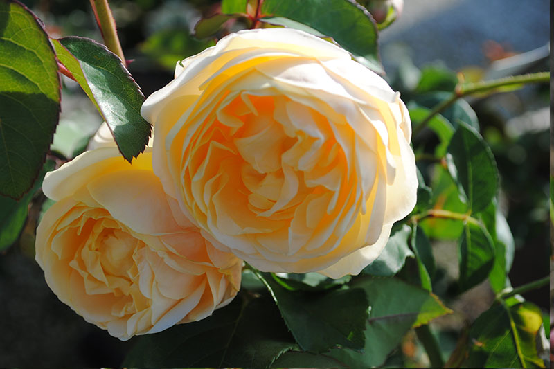 Roses - Westwood Gardens