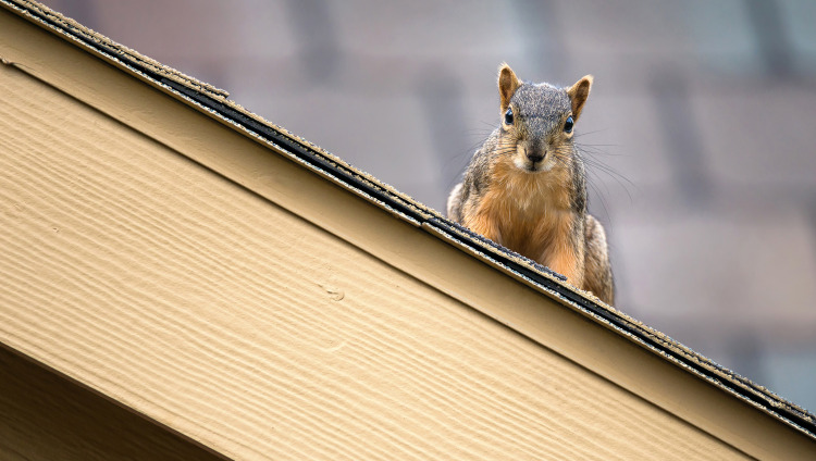 End the Battle with Squirrels Chewing Holes in Your Cedar Siding
