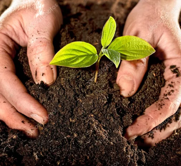 Tree Care Services – ArborTech Tree Specialists