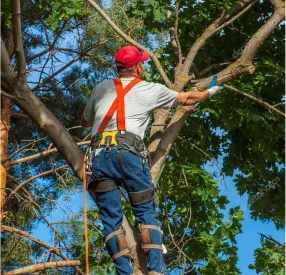 Tree Pruning and Removal Services – ArborTech Tree Specialists
