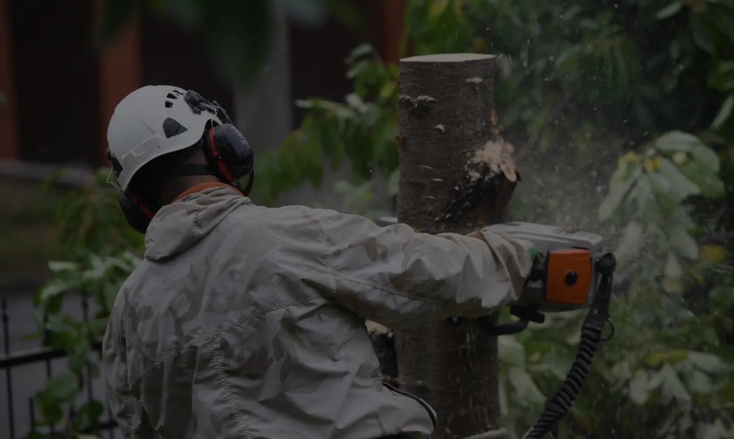 Expert Tree Removal & Lawn Care in East Hampton NY – ArborTech Tree Specialists