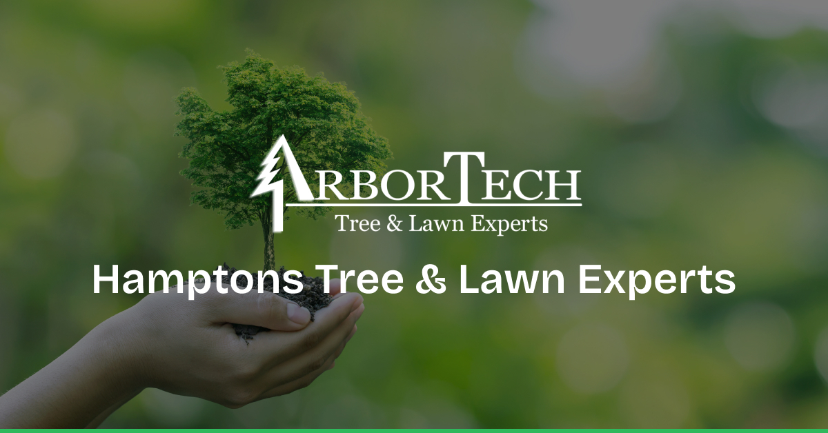 Expert Tree Removal & Lawn Care in East Hampton NY – ArborTech Tree Specialists