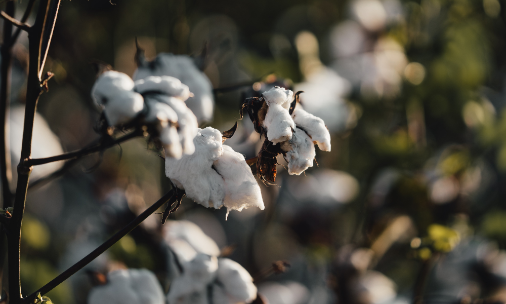 Organic cotton: how does it compare to other sustainable materials?