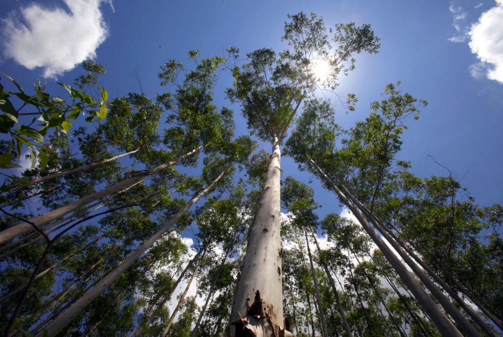 Fabric Faceoff: Tencel vs. Organic Cotton