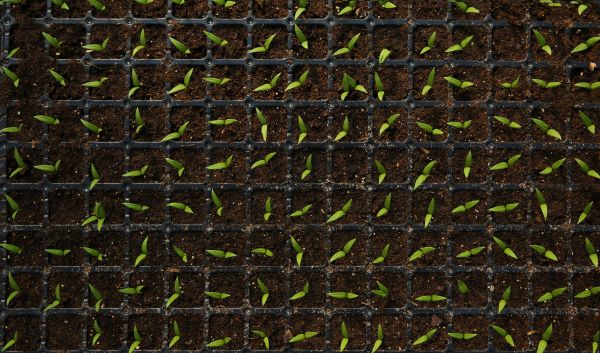 Better Seedling Parents with Agriware Software | Mprise Agriware