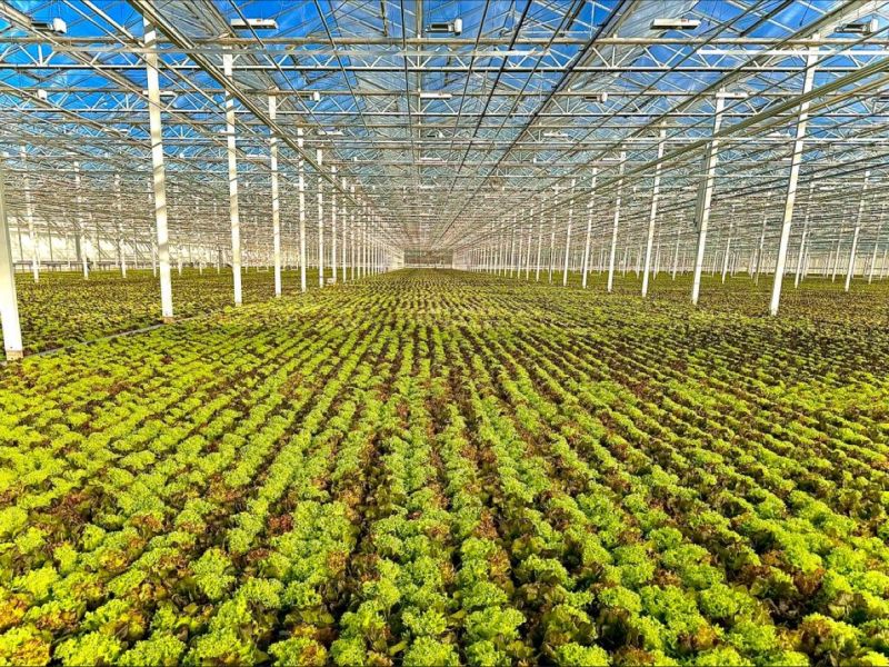 What is Business IT Alignment for Horticulture? | Mprise Agriware