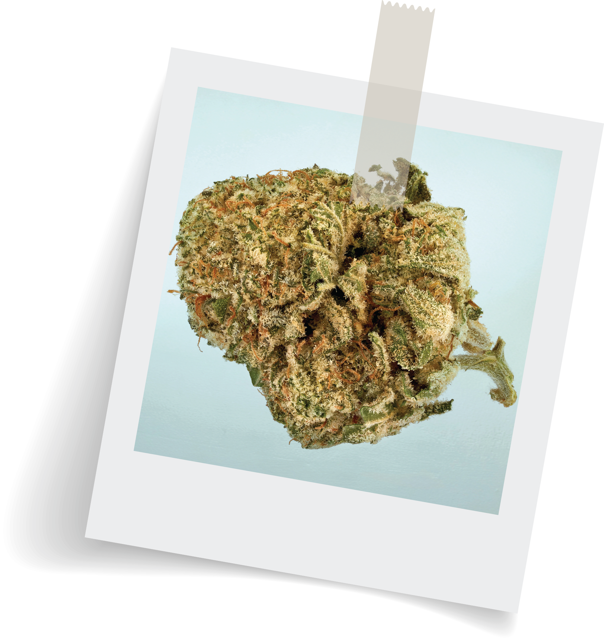 Uncommon Cannabis Co - Products