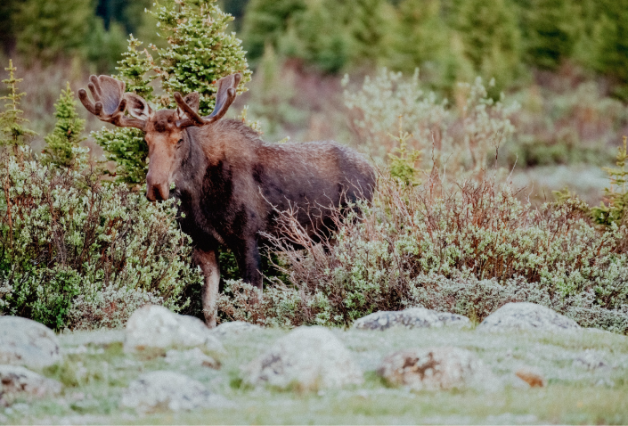 Outway In Action- Moose On The Move! - Journal X - Webflow Ecommerce ...