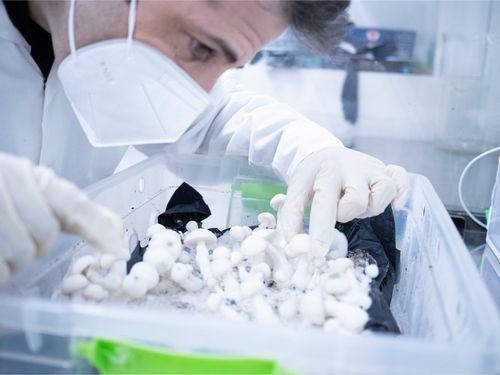 MSICS pharma - Psilocybin pioneers