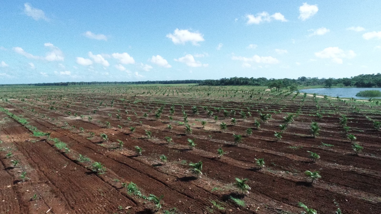 Fresh Coconut From Our Farm To Your Store