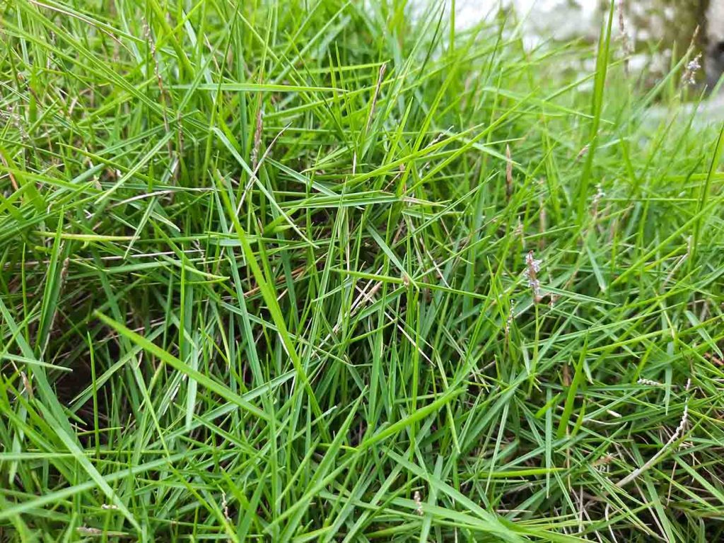 Heartland Turf
