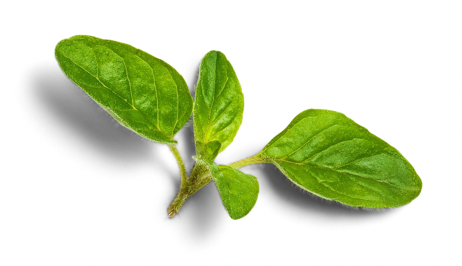 Learn More About Mid's Sauces And Our Ingredients