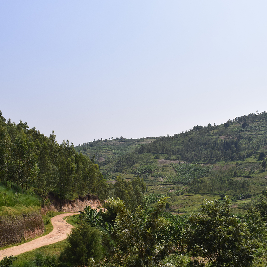 Rwanda Coffee Project - The Coffee Market Building for Peace and ...
