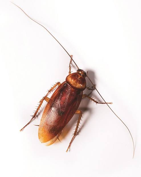American Cockroach - Truforce Pest Control