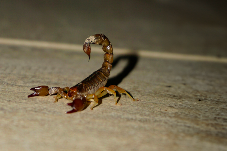 Truforce Pest Control