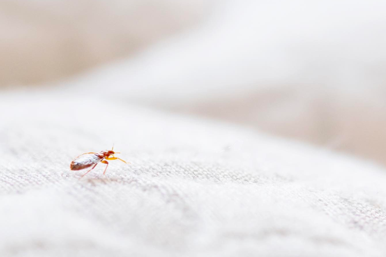 Truforce Pest Control