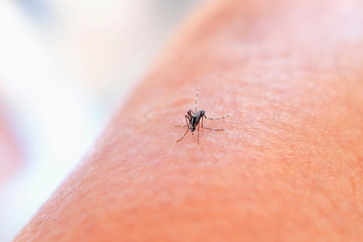 Mosquito Control - Truforce Pest Control