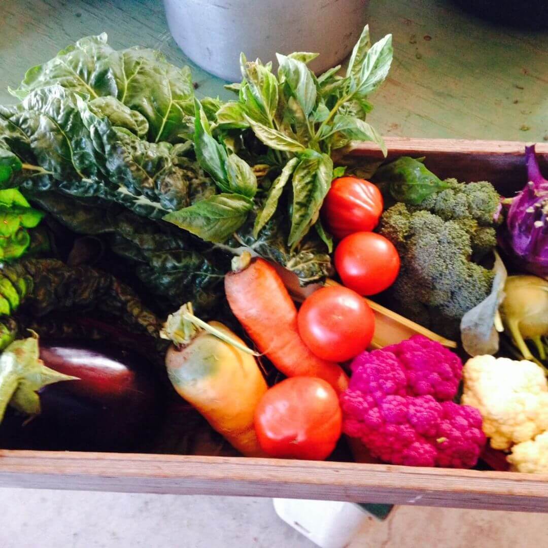 Tierra Vegetables | Santa Rosa Farmstand & CSA