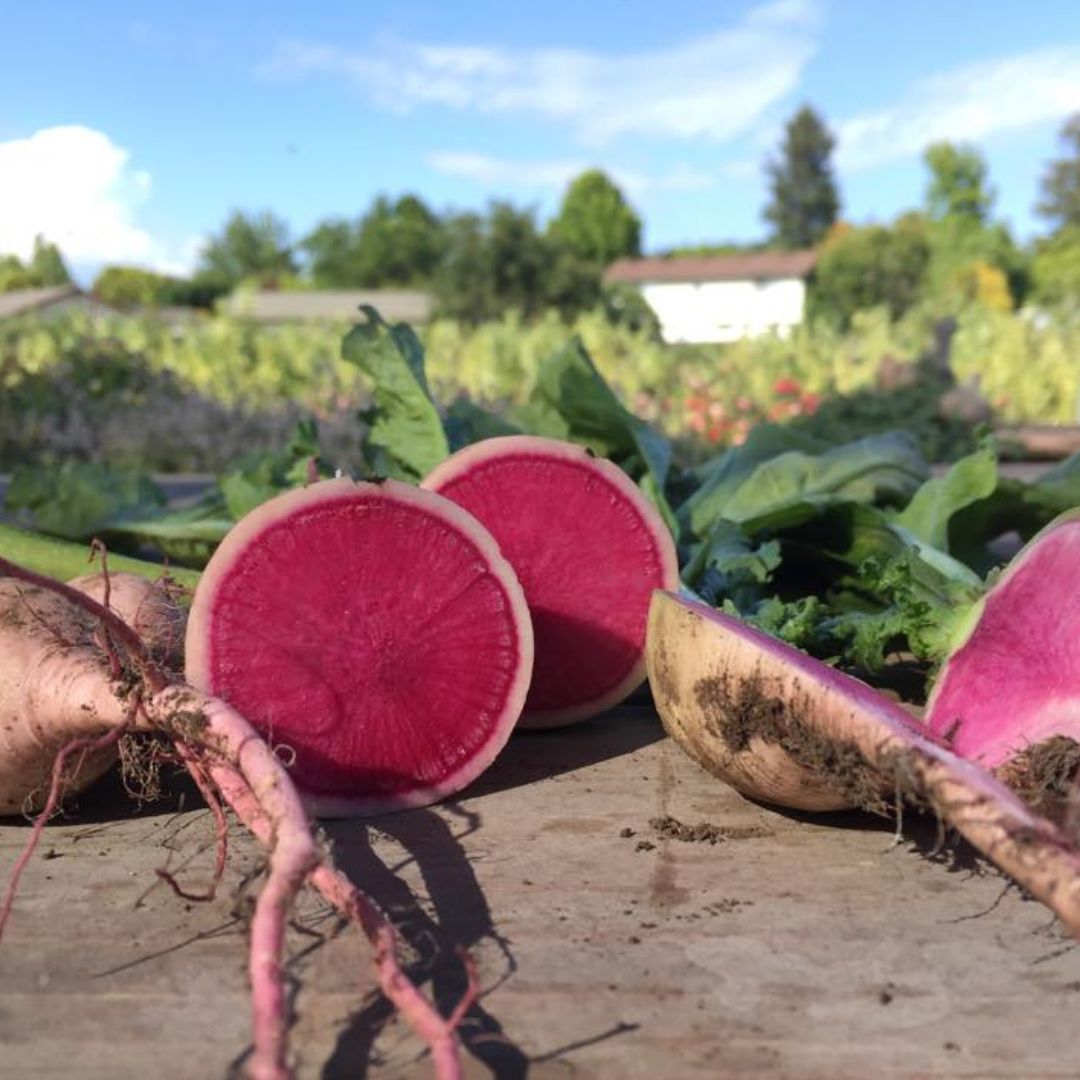 Tierra Vegetables | Santa Rosa Farmstand & CSA