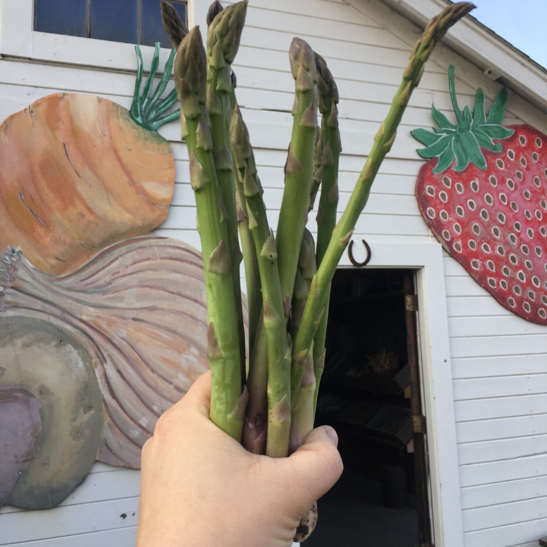 Tierra Vegetables | Santa Rosa Farmstand & CSA