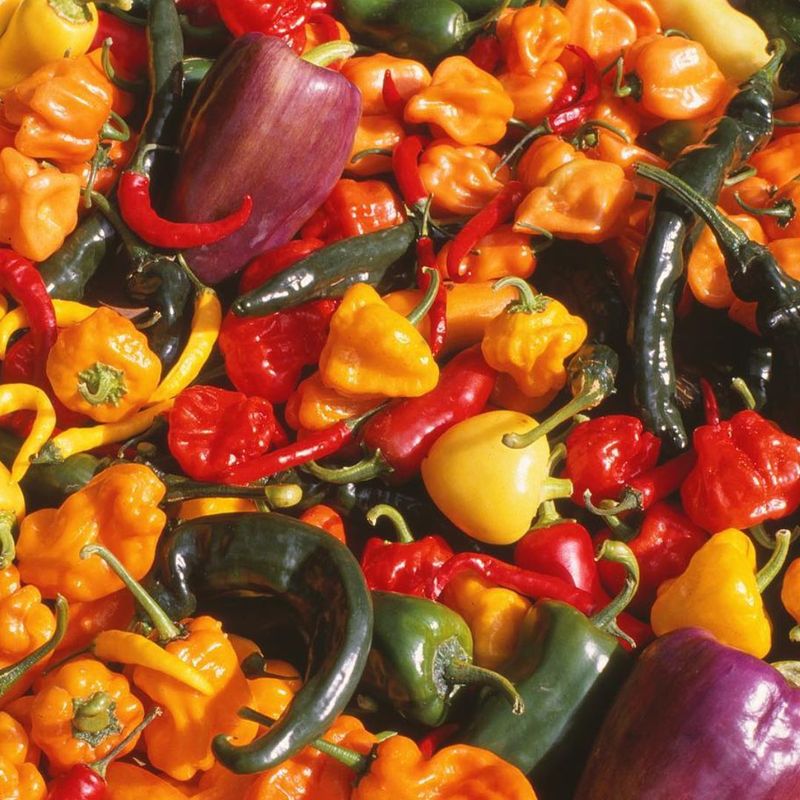 Tierra Vegetables | Santa Rosa Farmstand & CSA