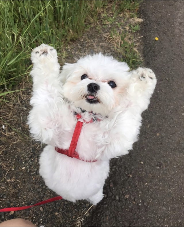 Luckydog Is Now Cooler Than Ever!