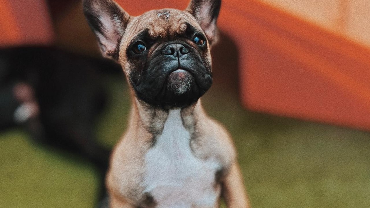 Holiday Blog Fall 2019