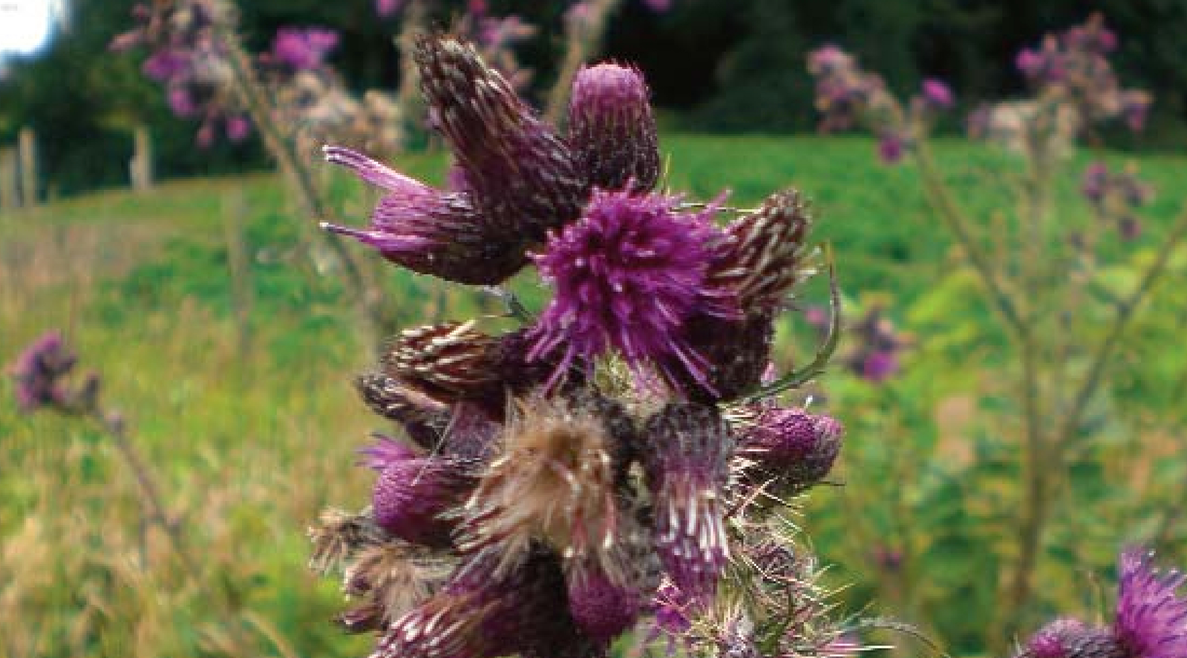 The Management of Noxious Weeds and Non-Native Invasive Plant Species ...