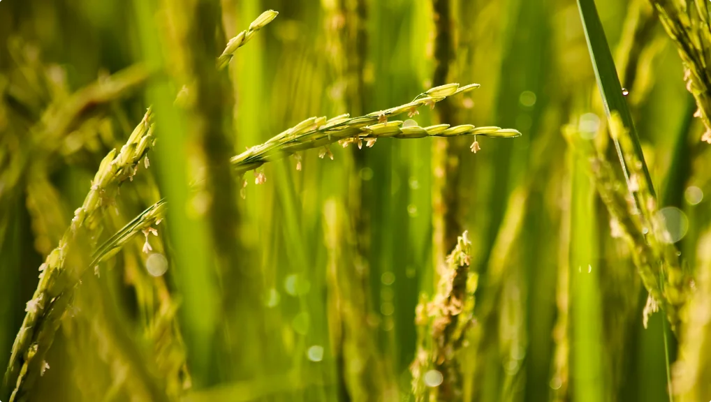 Agriculture Resilience Platform | Regrow