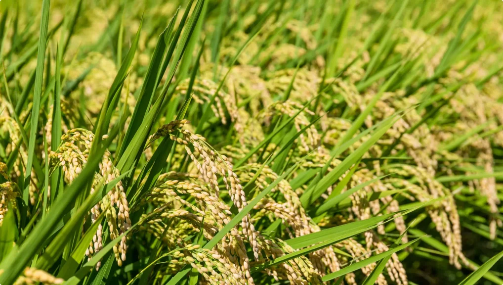 Agriculture Resilience Platform | Regrow