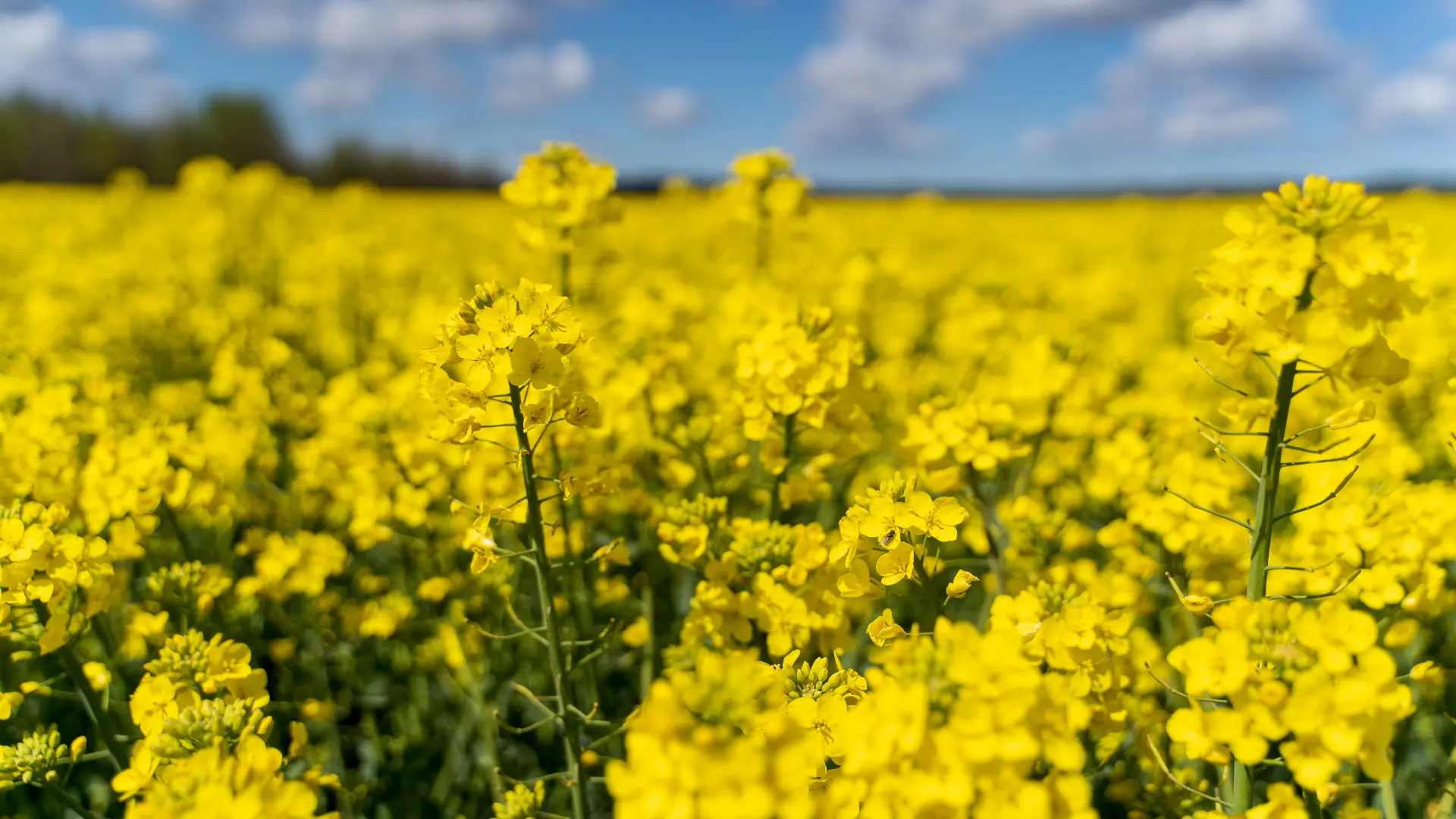 Unilever And Regrow Build Supply Chain Resilience Through Regenerative