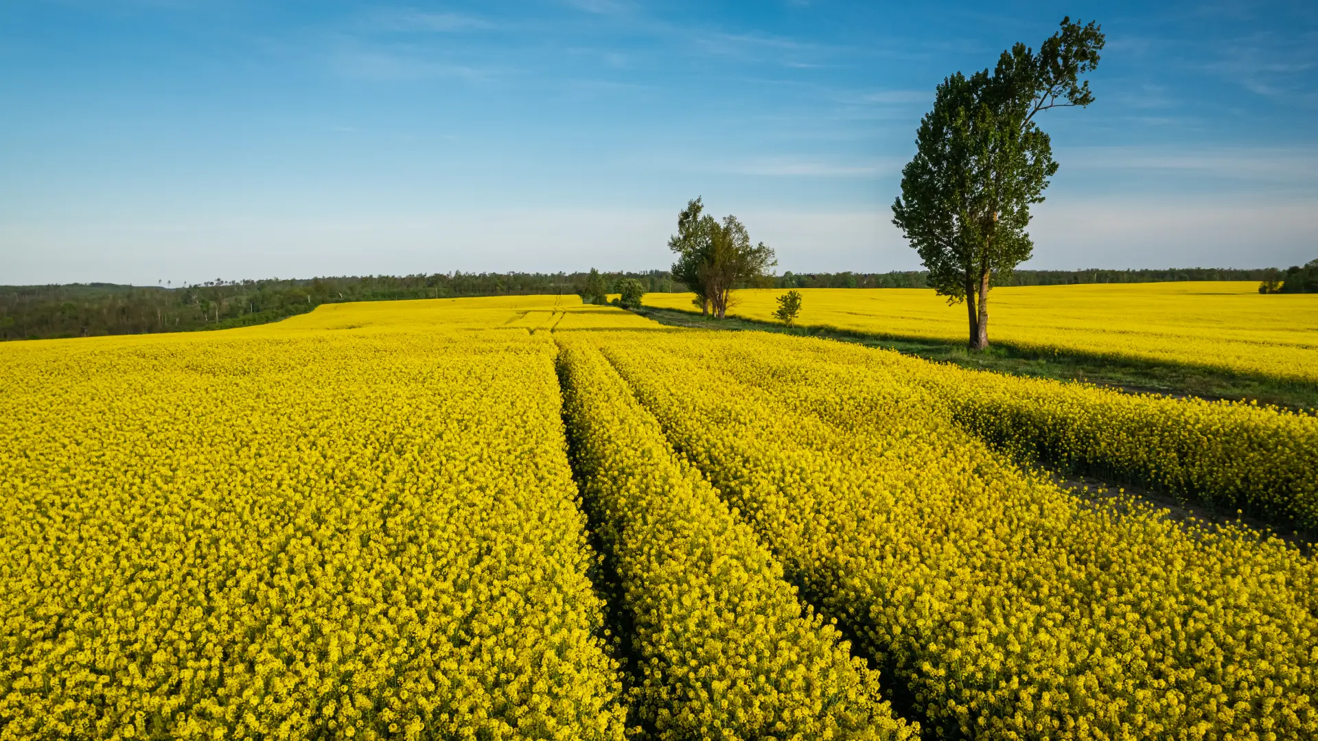 Cargill SustainConnect™ to Meet Rising Demand for Sustainable Canola ...