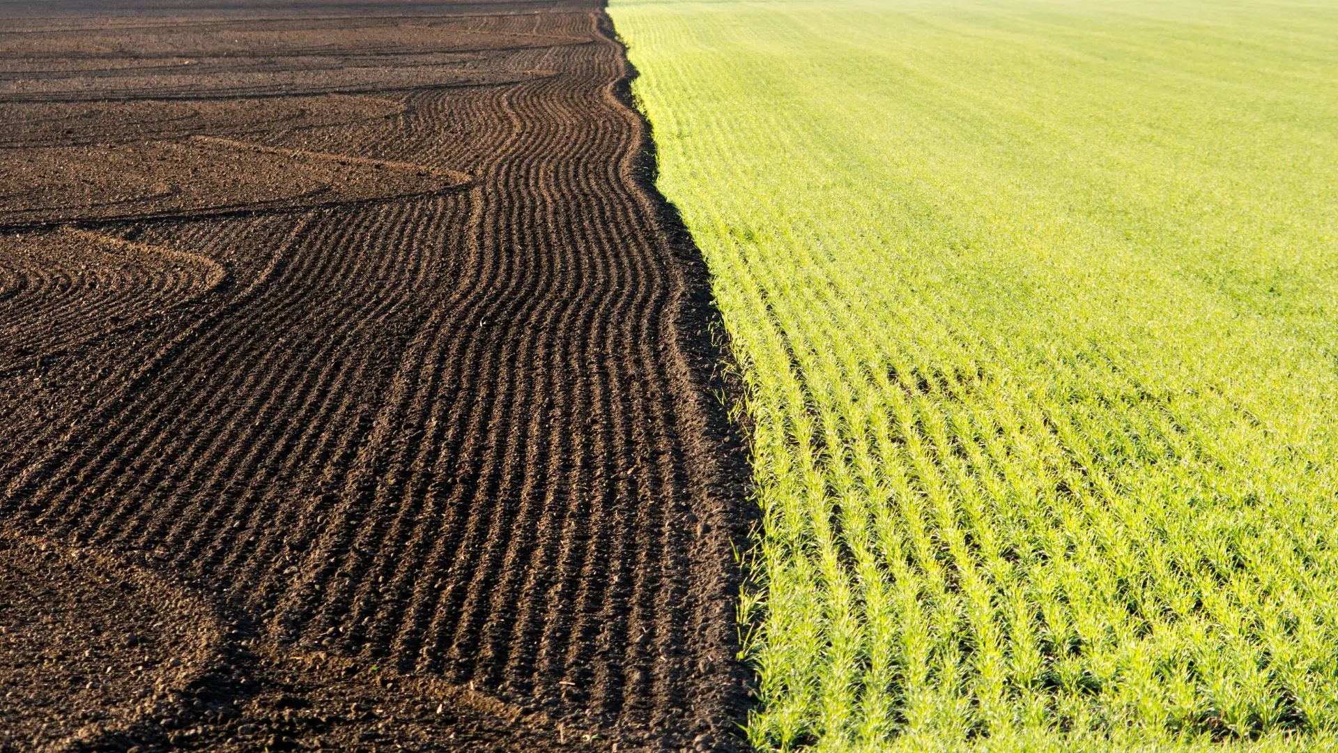 Soil Carbon Sequestration: The Hurdles Are Real, But So Is The ...
