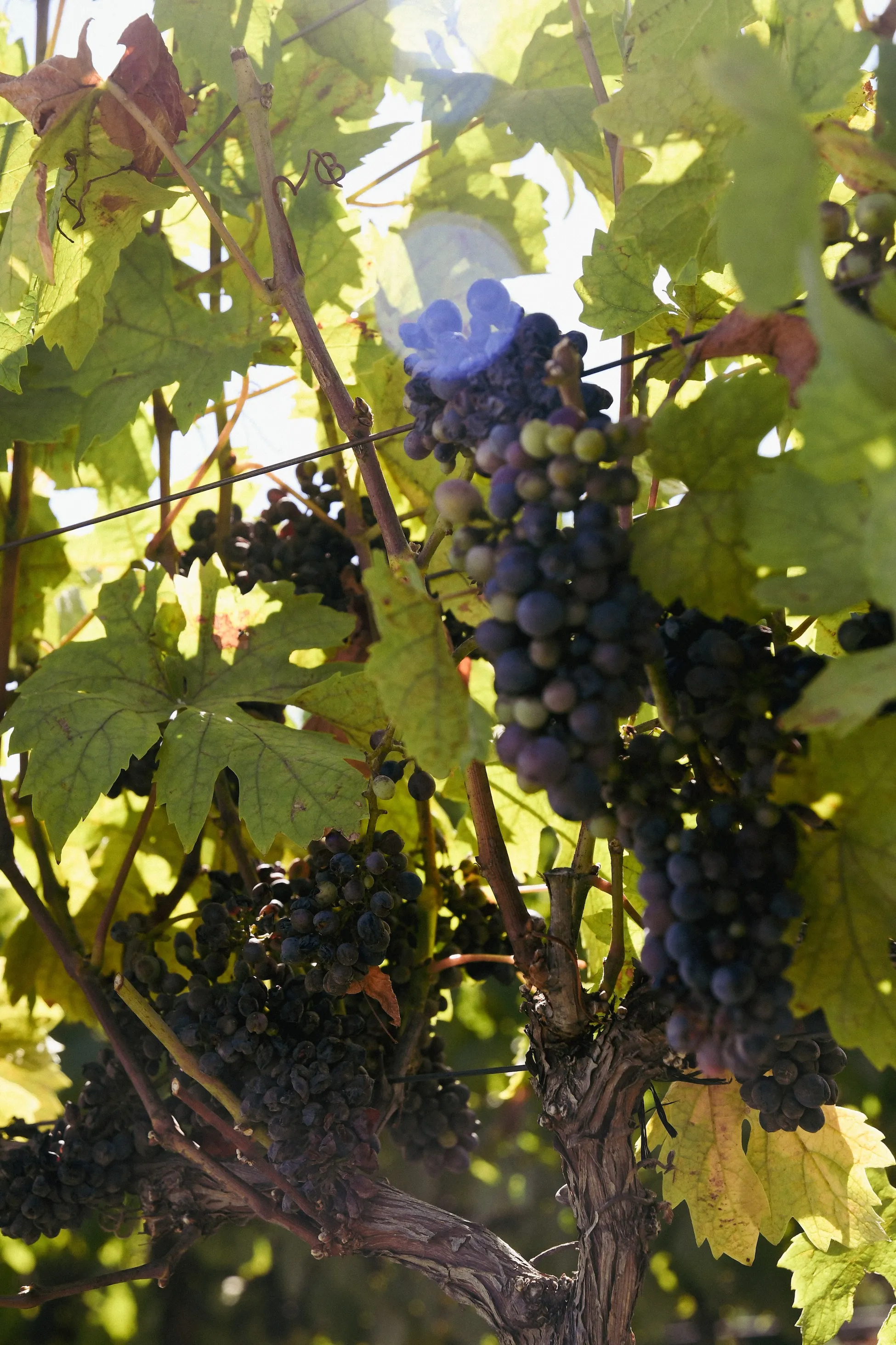 Cottages | Eikehof Boutique Guest Farm