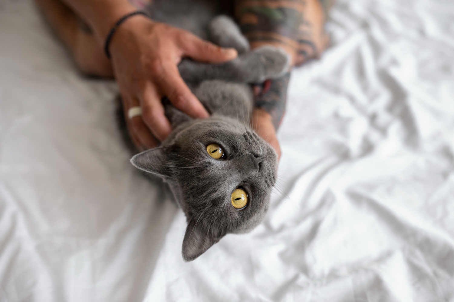 Pet Electrocardiograms I Hamlin Animal Hospital