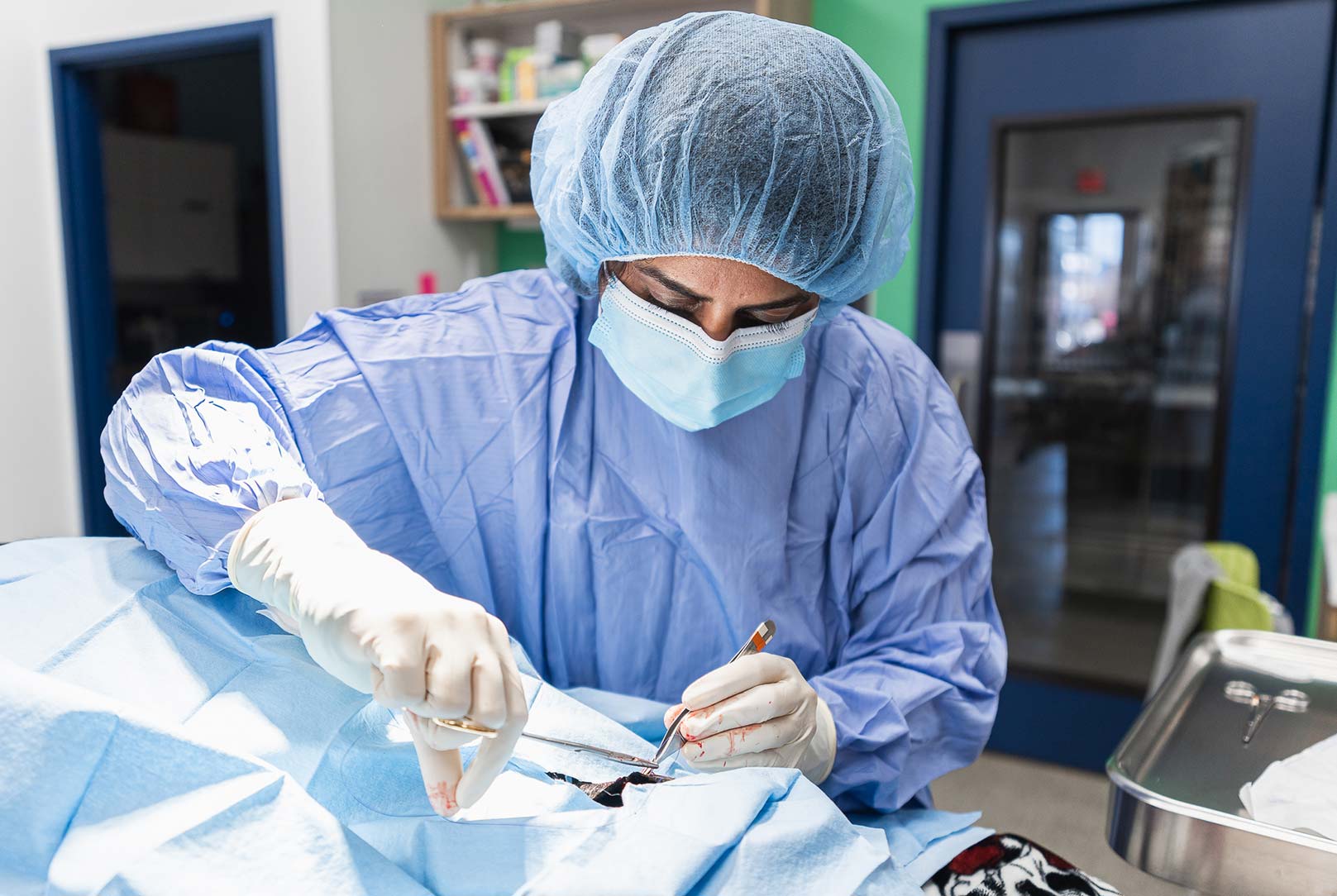Expert Internal Surgery for Pets | Hamlin Animal Hospital | Winter ...