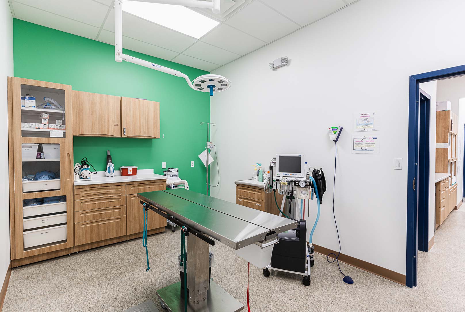 Expert Internal Surgery for Pets | Hamlin Animal Hospital | Winter ...