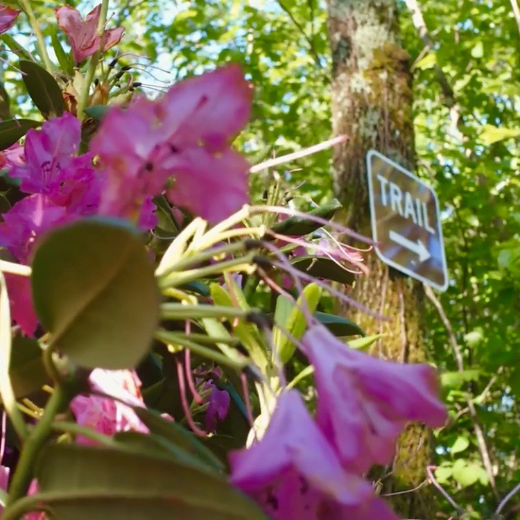 Focus Treatment Centers | Your Recovery Journey Starts Here