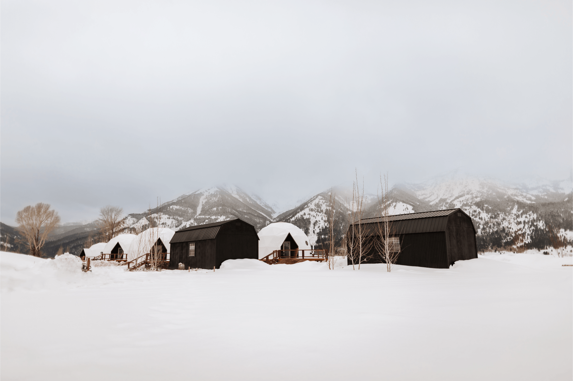 Dwell in the Wild - Tammah