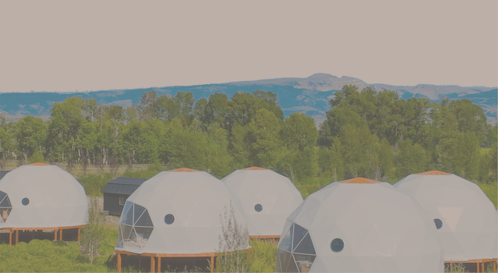 Dwell in the Wild - Tammah