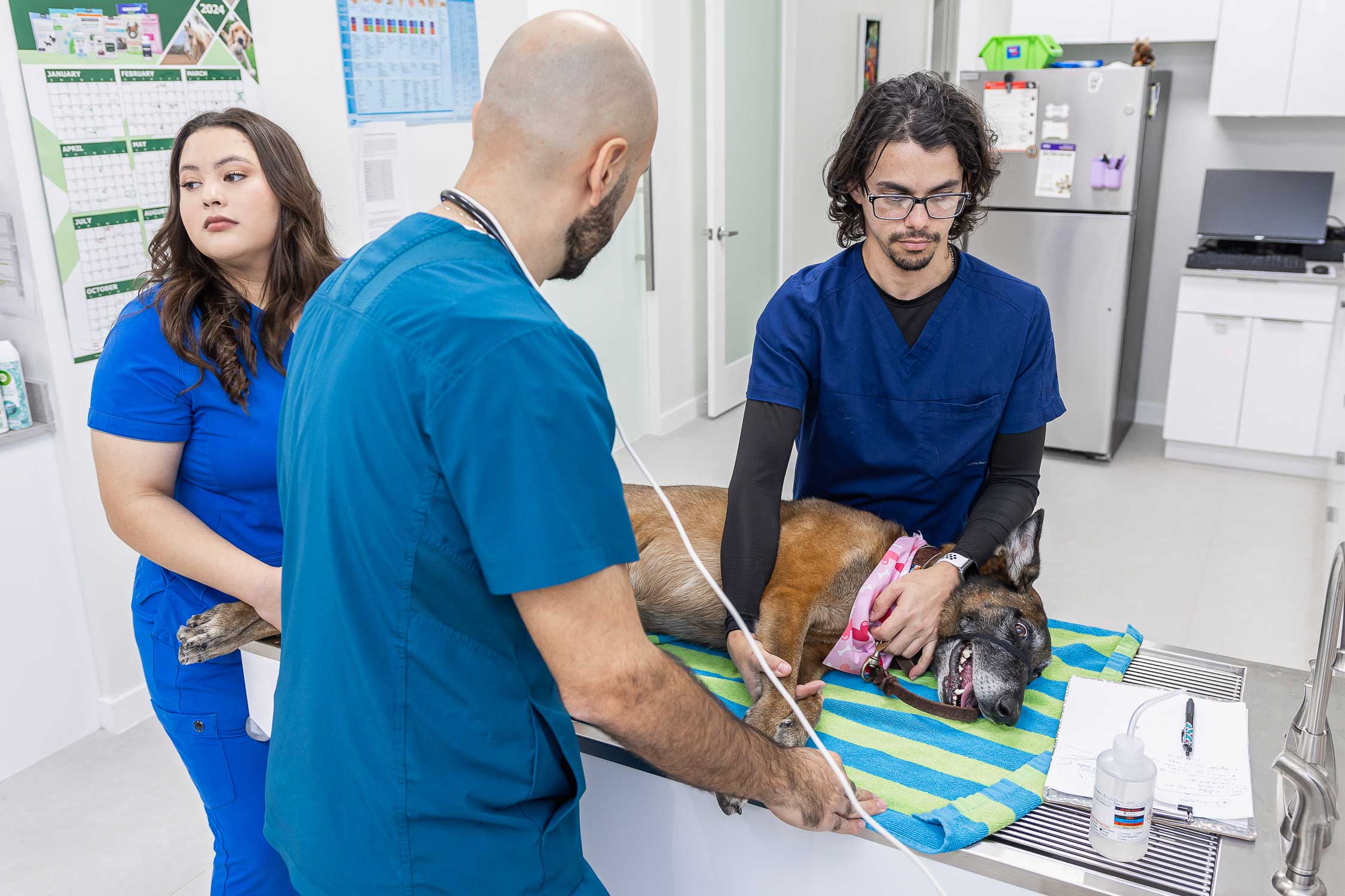 FHO Surgery for Pets | Bethel Pet Hospital, Kendall, FL